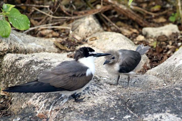 Bridled Tern – Nature Seychelles