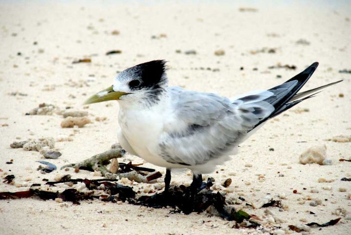 Great Crested Tern – Nature Seychelles