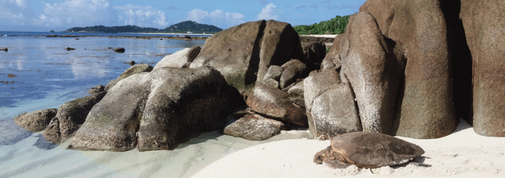 From desk job to nature reserve – Nature Seychelles
