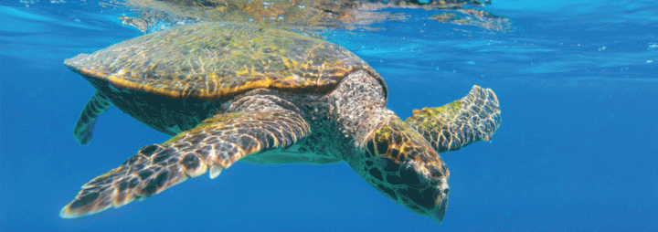 UCPS calendar sales of to benefit conservation – Nature Seychelles