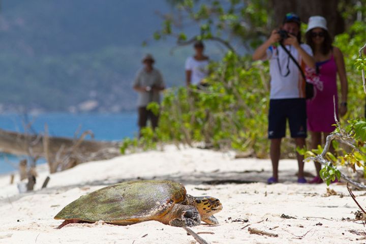 The Island that belongs to birds is open to humans…again – Nature ...