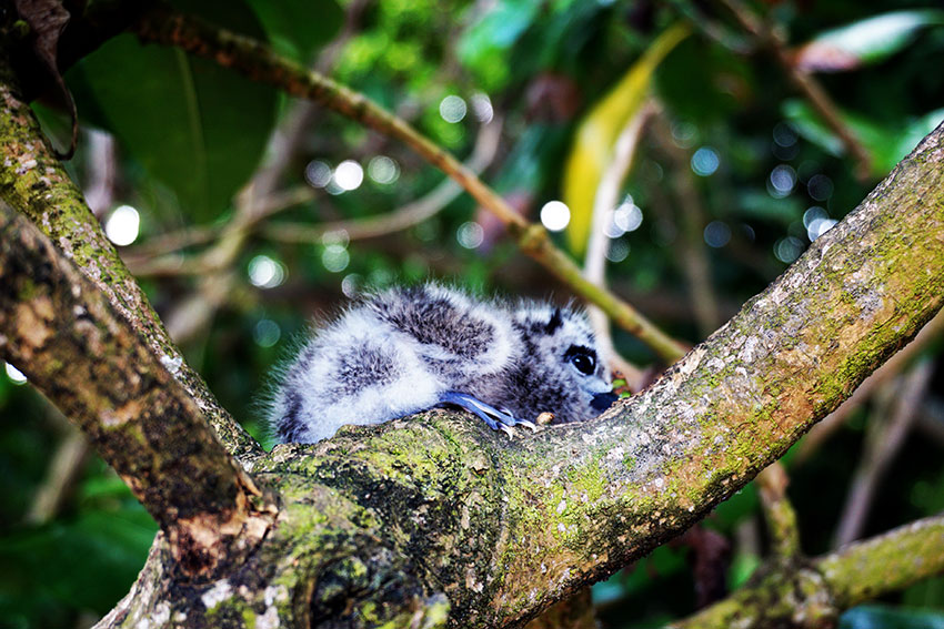 Cousin Island: a model for ecotourism and conservation in Seychelles ...