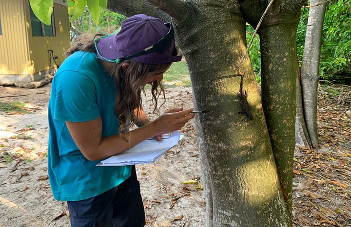 Scampering skinks and camouflaging geckos: The search for Lizards on ...