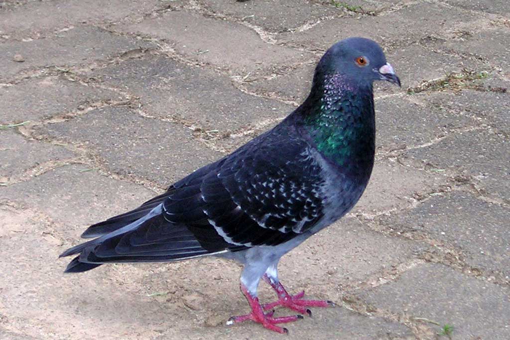 City Pigeon