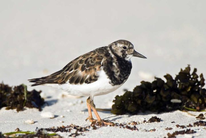 Ruddy Turnstone - Nature Seychelles