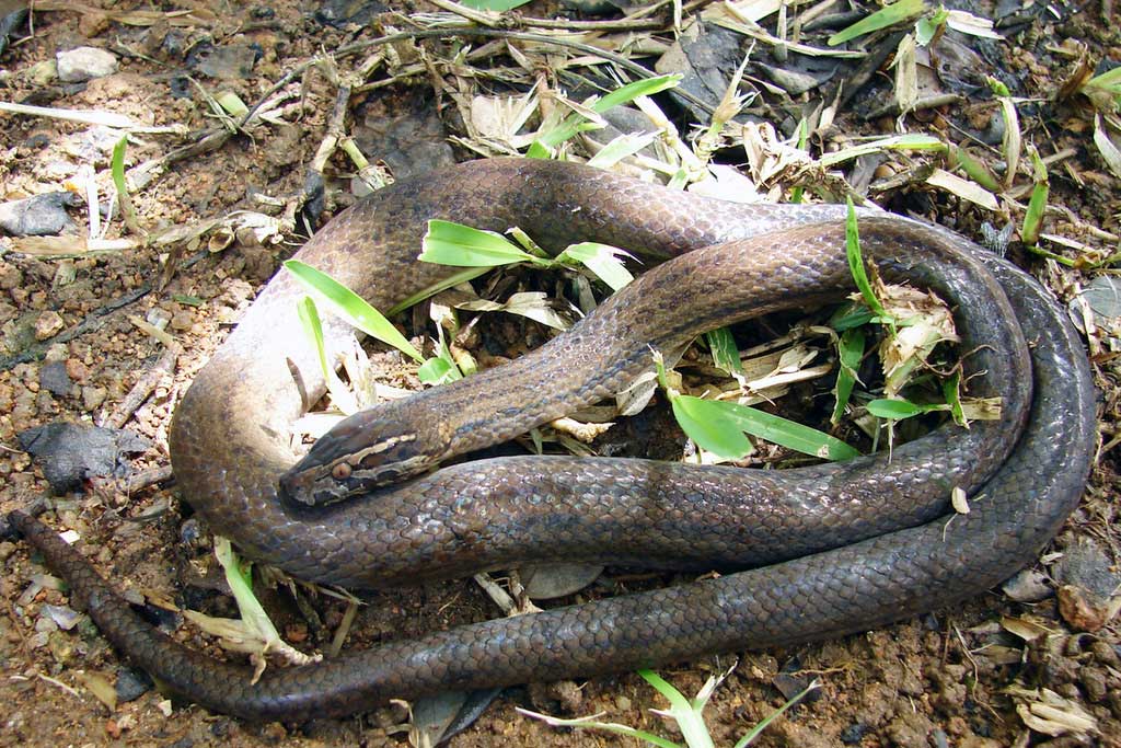 Seychelles Biggest Snake Seychelles Announces Two New Marine Protected