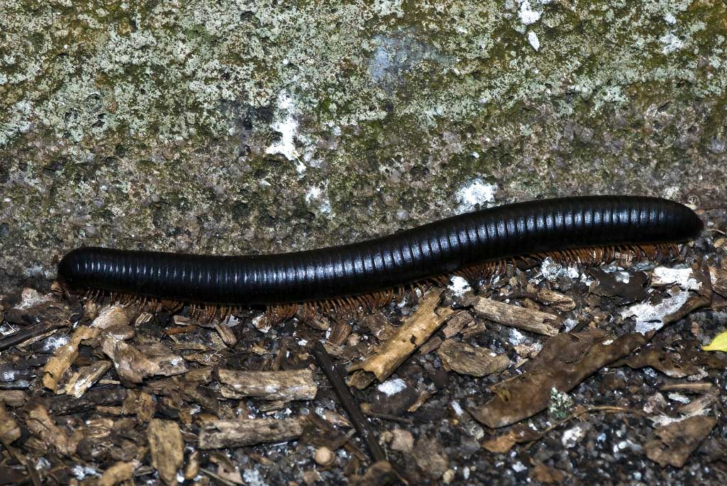 Seychelles Giant Millepede - Nature Seychelles