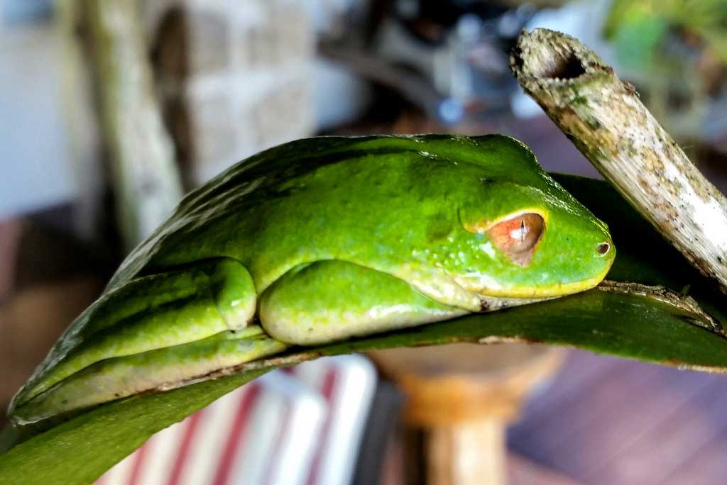 Seychelles Tree Frog - Nature Seychelles