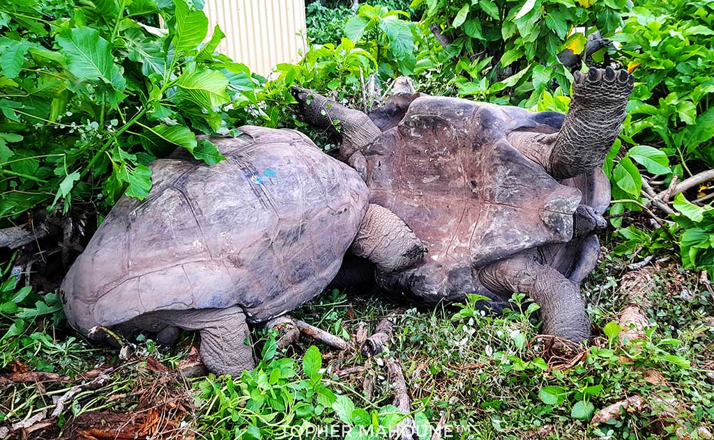 Lending a helping hand to animals in distress - Nature Seychelles