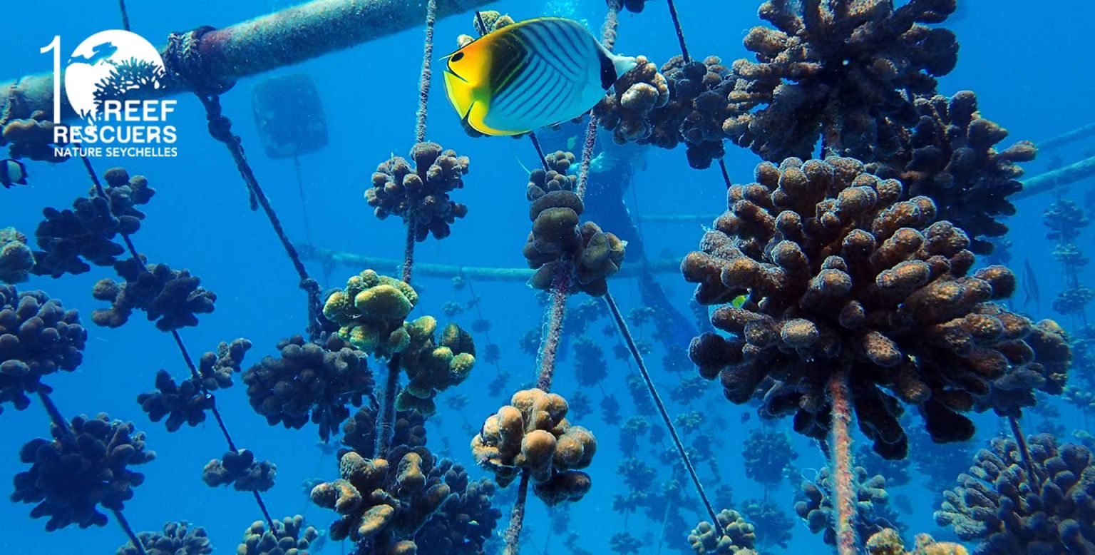 CORAL REEF RESTORATION – Nature Seychelles