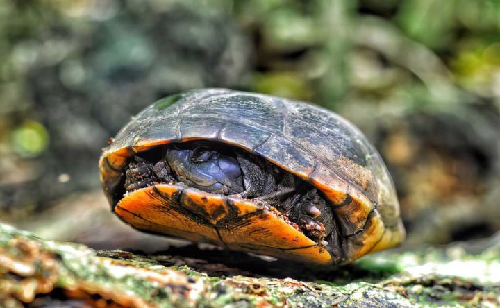 Reptile Awareness Day: Celebrating some of the coolest cold-blooded ...