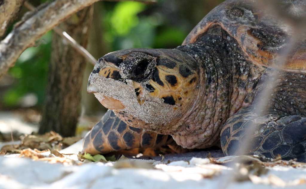 Hawksbill turtles: Essential tips and need to know for the nesting ...